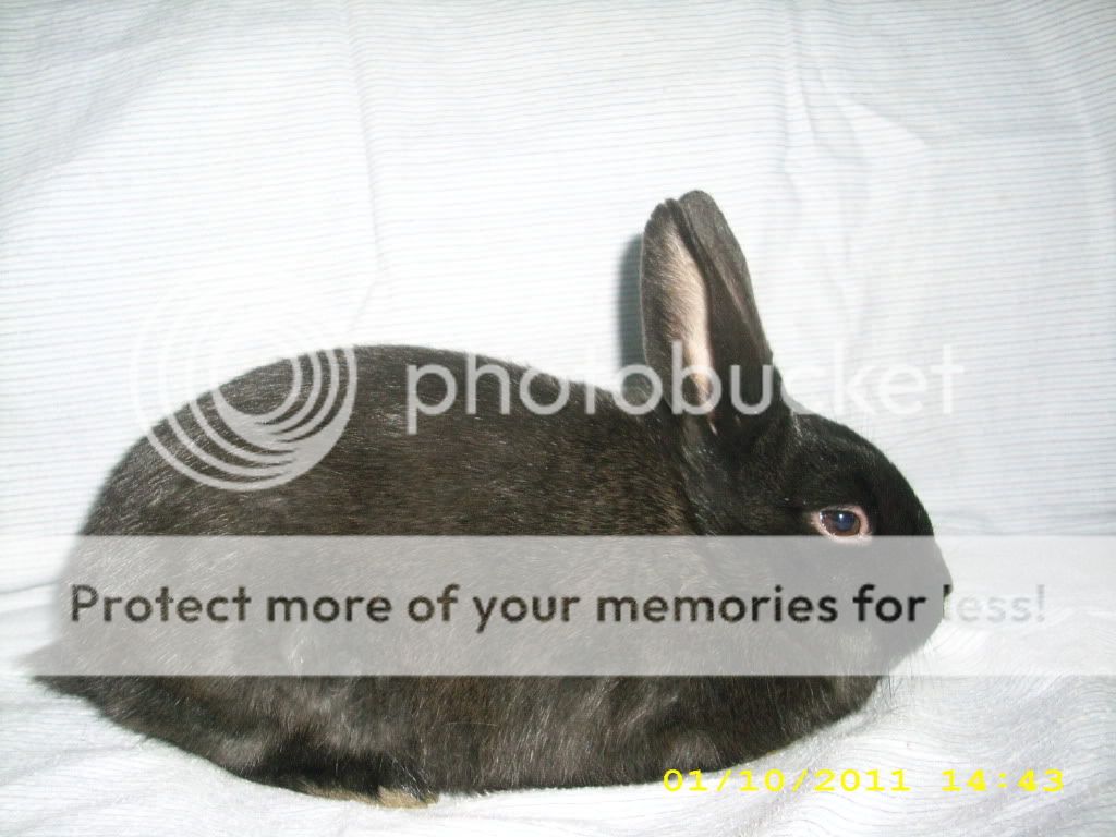 Introducing.....Wanna B's Lunar Eclipse! | Rabbit Talk - Meat Rabbit ...