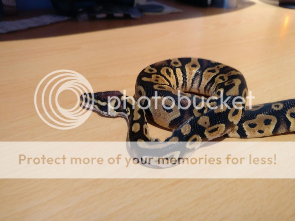 W Midlands - Royal Python Hatchlings For Sale | Reptile Forums
