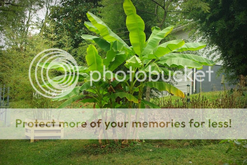 Musa basjoo - Alchetron, The Free Social Encyclopedia