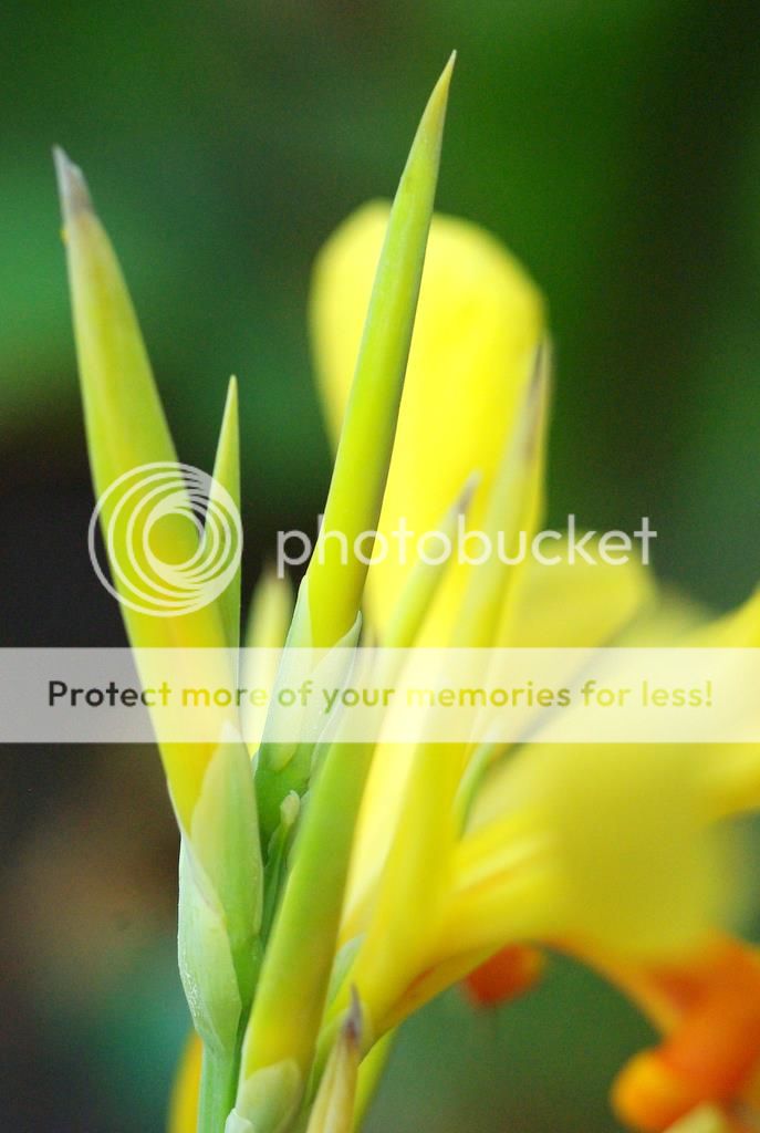 It's Not Work, It's Gardening!: Canna 'Paton'